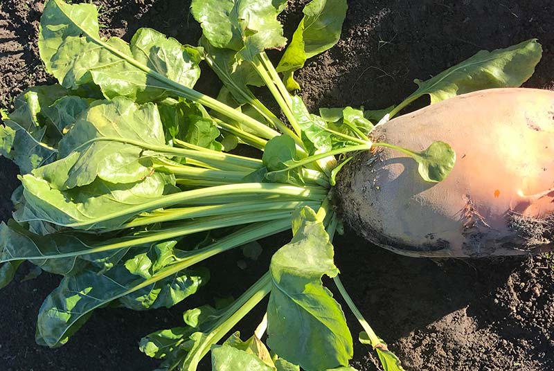 RGT Brigadier Fodder Beet – Easy Grazing, High Intake – RAGT NZ