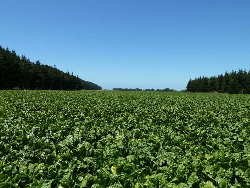 There’s a RAGT Beet for Every Farm System - RAGT NZ