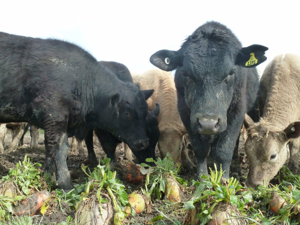 The Importance of Accurately Assessing Fodder Beet Yield and Crop ...