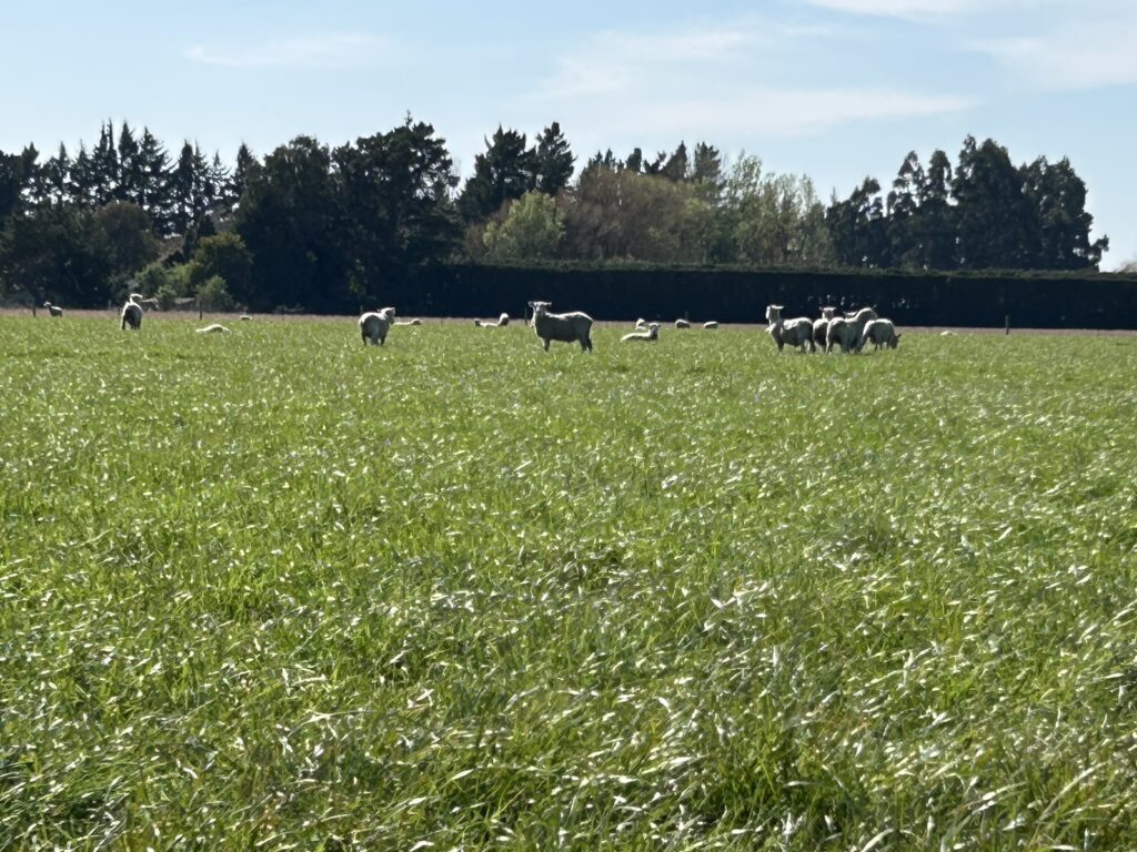 Make Animal Safety A Top Priority - RAGT NZ